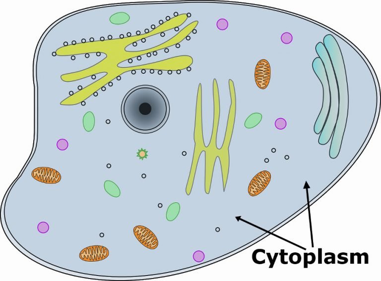 What Is Cytosol? How Is It Different From Cytoplasm? » ScienceABC