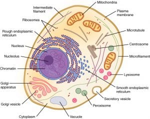 What Is Cytosol? How Is It Different From Cytoplasm? » ScienceABC
