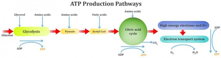 Mitochondria: Structure, Function, And Aerobic Respiration