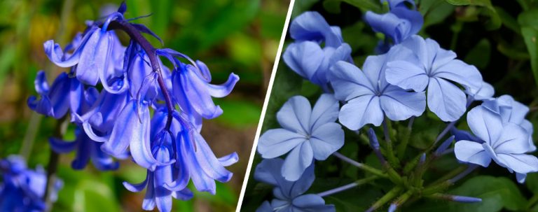 Blue Things In Nature: Why Is Blue So Rare In Nature?