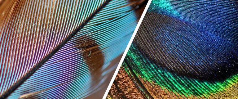 Blue Things In Nature: Why Is Blue So Rare In Nature?