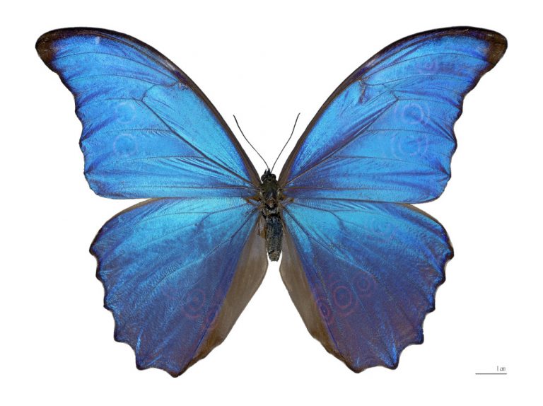 Blue Things In Nature: Why Is Blue So Rare In Nature?