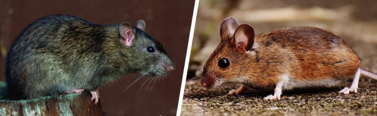 What Are The Differences Between Rat And Mouse?