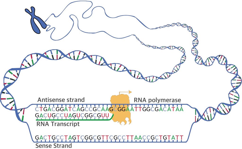 How Does DNA Transcription Take Place? » Science ABC How Does DNA Transcription Take Place? » Science ABC