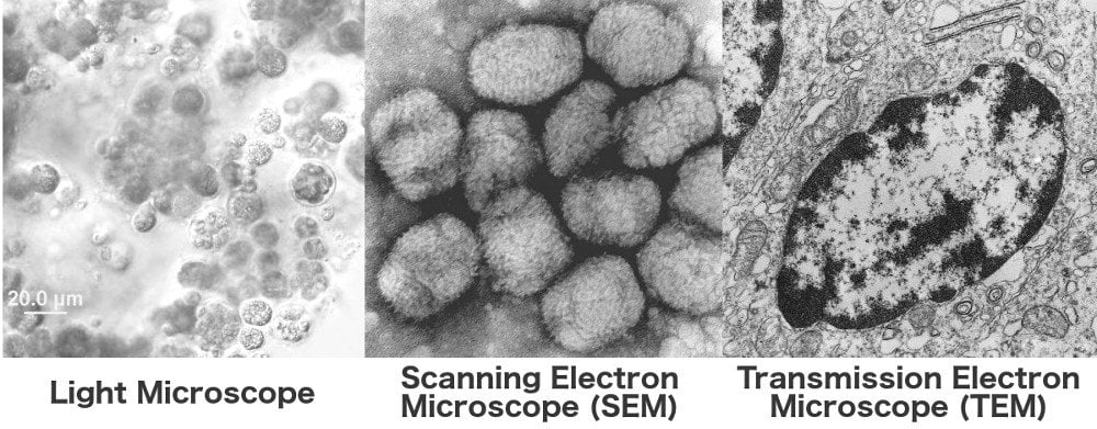 Electron Microscope: How Does An Electron Microscope Work?
