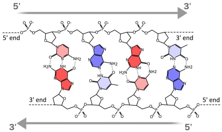 Carbon Based Life: Why Is Life On Earth Carbon-Based?