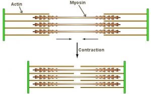 Stages Of Death: Different Stages The Body Goes Through After Death