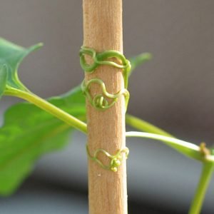 Thigmotropism: Definition, Examples, Types (Positive And Negative)