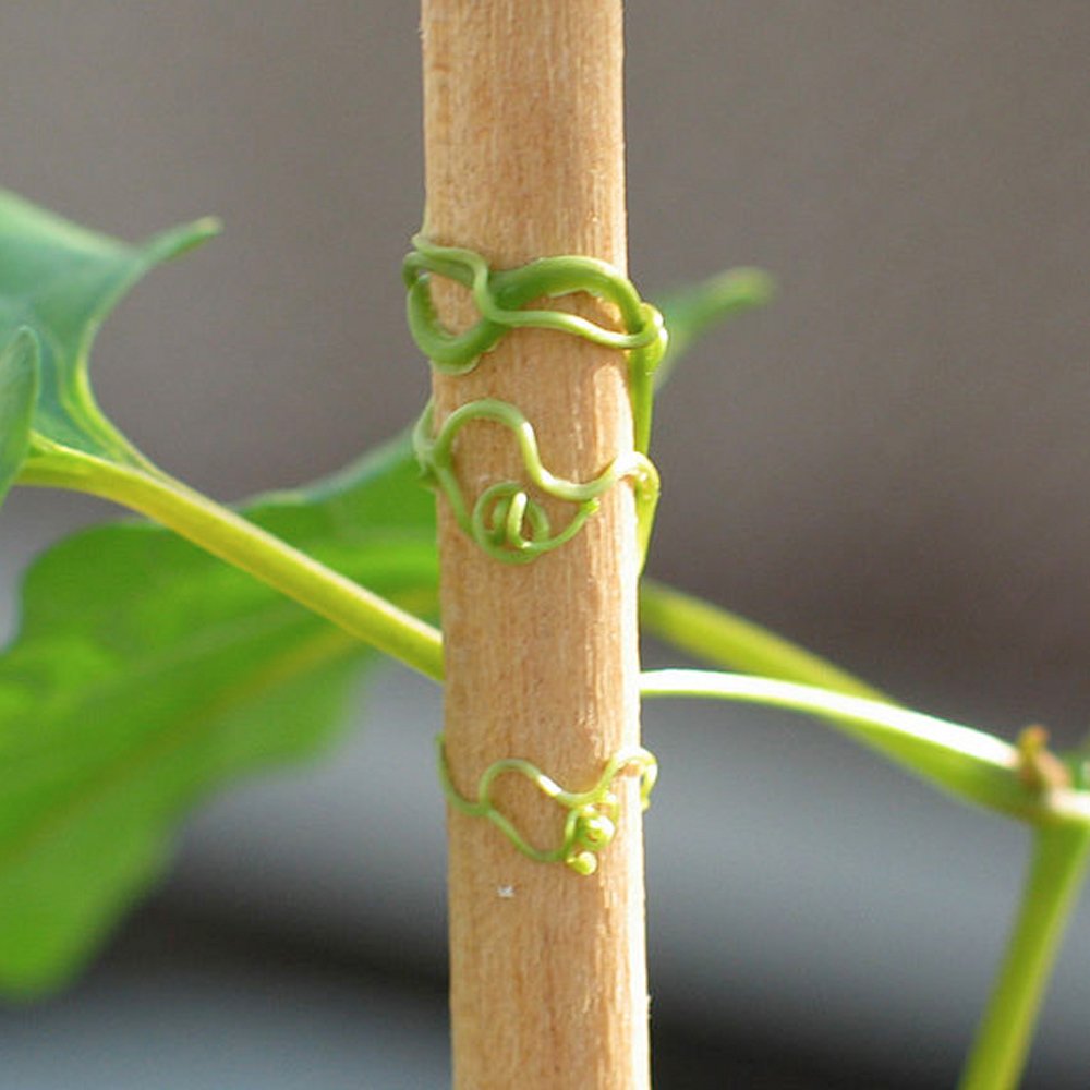 Thigmotropism: Definition, Examples, Types (Positive And Negative)