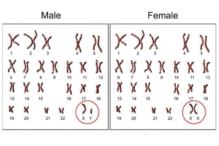 Male Chromosome Why Do Males Need An X Chromosome