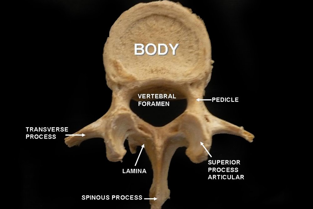 Vertebrae Different Types: Cervical, Thoracic, Lumbar, Sacrococcygeal