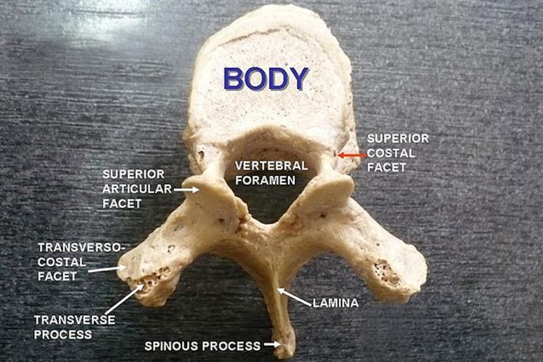 Vertebrae Different Types: Cervical, Thoracic, Lumbar, Sacrococcygeal