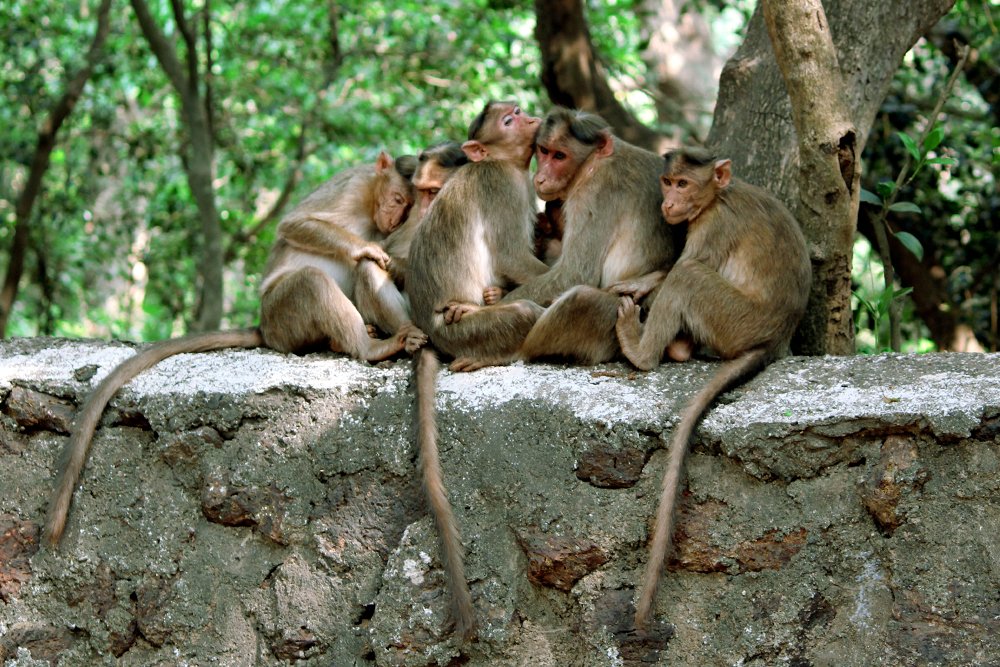 Why Did Humans Lose Their Tails? » ScienceABC