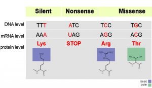 Mutation: Definition & Types (Missense, Nonsense, Deletion, Insertion Etc)