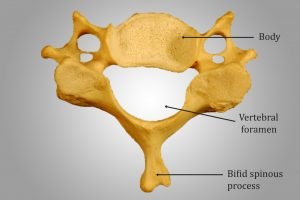 Vertebrae Different Types: Cervical, Thoracic, Lumbar, Sacrococcygeal