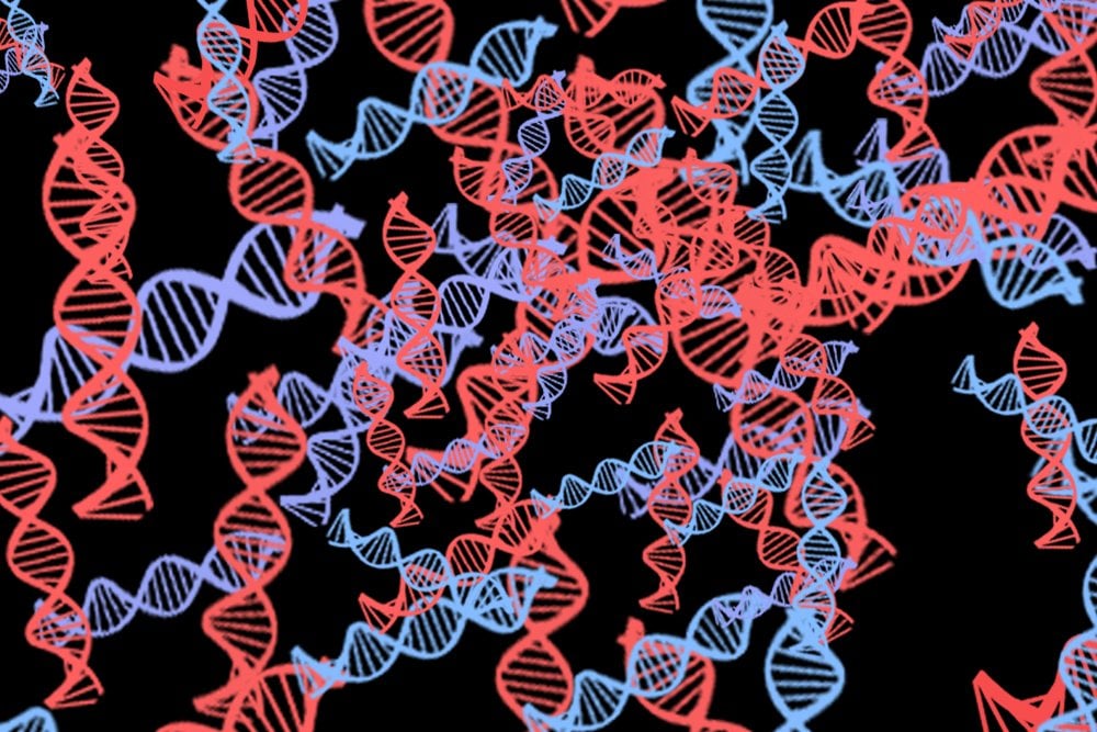 What Came First The Chicken Or The Egg?