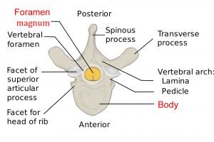 Vertebrae Different Types: Cervical, Thoracic, Lumbar, Sacrococcygeal