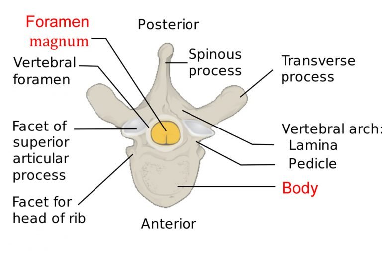 Vertebrae Different Types: Cervical, Thoracic, Lumbar, Sacrococcygeal