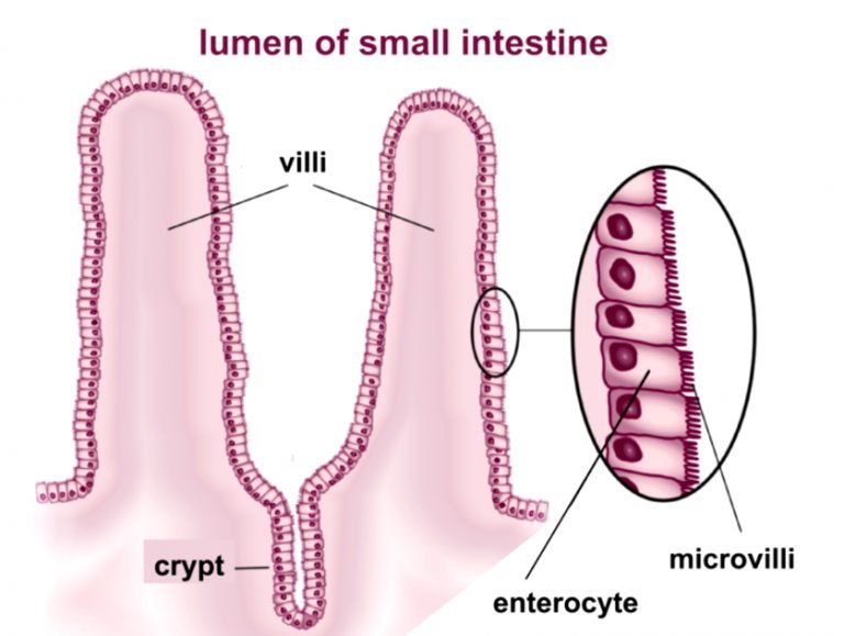 Paneth Cells: Definition, Functions And Role In The Intestine » ScienceABC