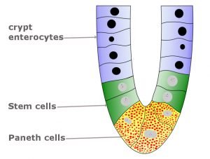 Paneth Cells: Definition, Functions And Role In The Intestine » ScienceABC