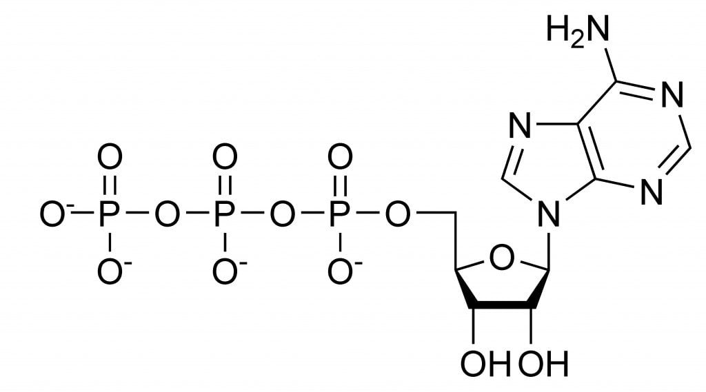 Adenosine Triphosphate (ATP): Definition, Production Process & Utilization