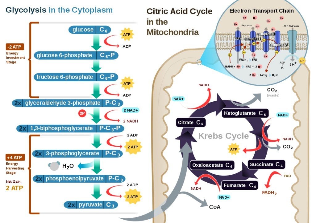 What Is Oxidative Phosphorylation? Where Does It Occur?