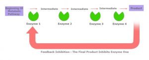 Feedback Inhibition: Definition, Example And A Brief Explanation