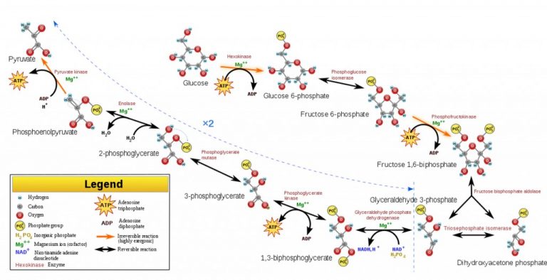 Aerobic Metabolism Vs Anaerobic Metabolism » ScienceABC