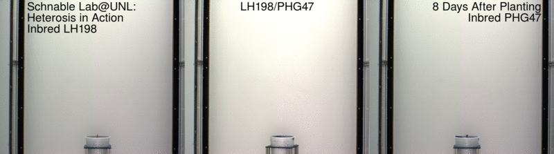 Hybrid Vigor: Definition, Causes, Effects and Examples