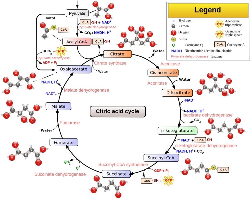 Stages Of Cellular Respiration: Different Steps In Cellular Respiration