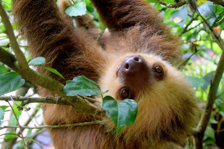 Why Are Sloths So Slow And Lazy?
