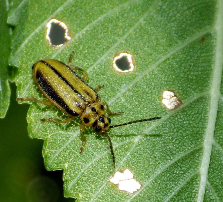 Beetle Food What Do Beetles Eat