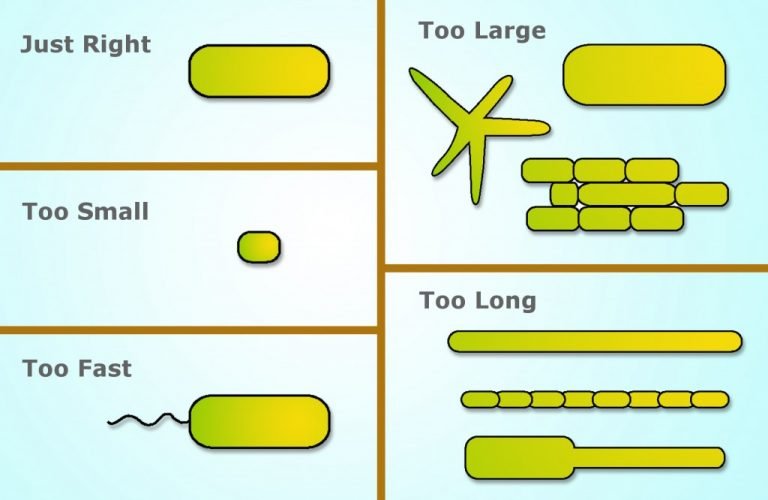 Bacteria: Definition, Types, Shapes & Structure
