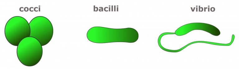 Bacteria: Definition, Types, Shapes & Structure