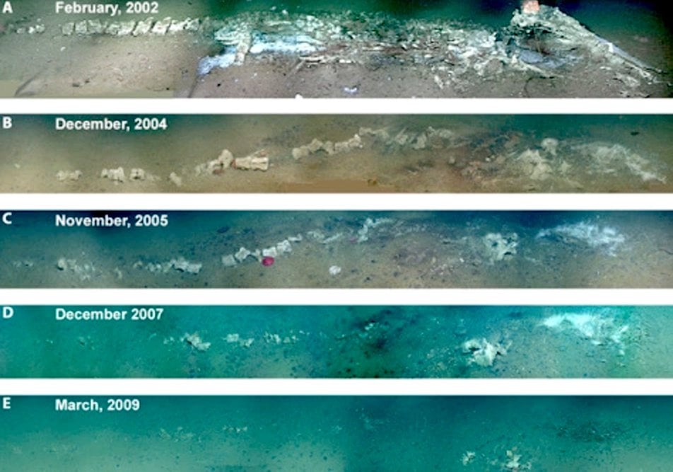 Aquatic Food Chain: What Happens To Dead Bodies Of Aquatic Animals?