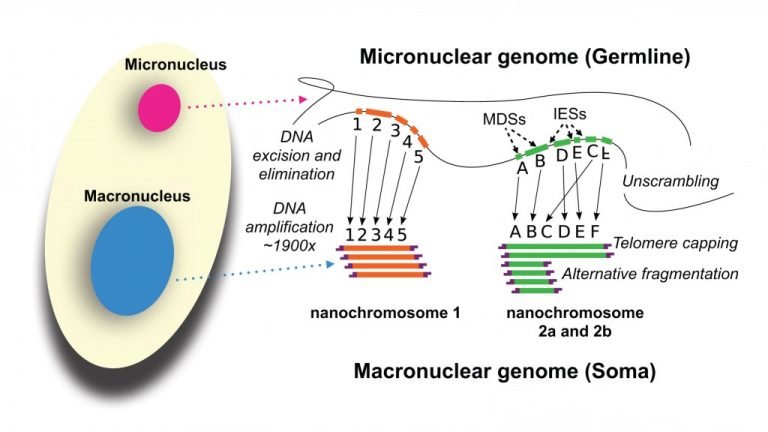 Meiosis: Definition, Stages And Importance Meiosis: Definition, Stages And Importance