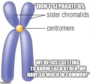 Nondisjunction: Definition, Explanation, Causes, And Effects