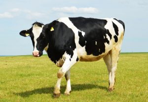 Crossbreed & Cross Breeding: Definition, Examples, Challenges & Future