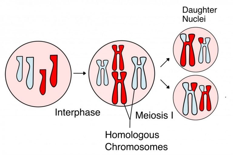 Meiosis Definition Stages And Importance
