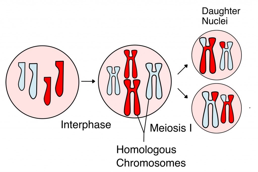 Meiosis: Definition, Stages And Importance Meiosis: Definition, Stages And Importance