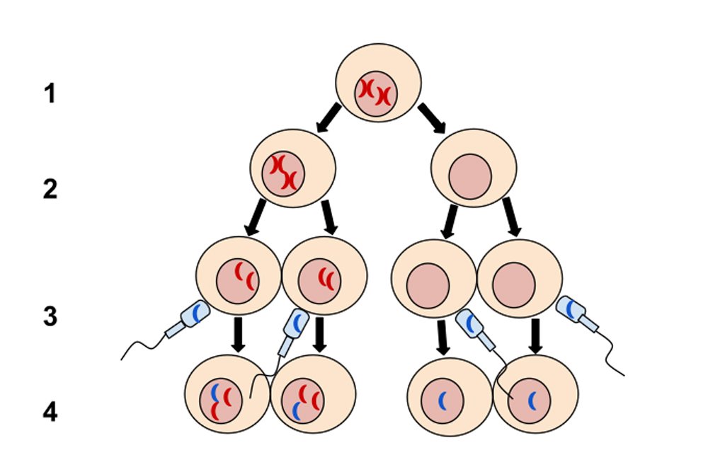 Nondisjunction: Definition, Explanation, Causes, And Effects
