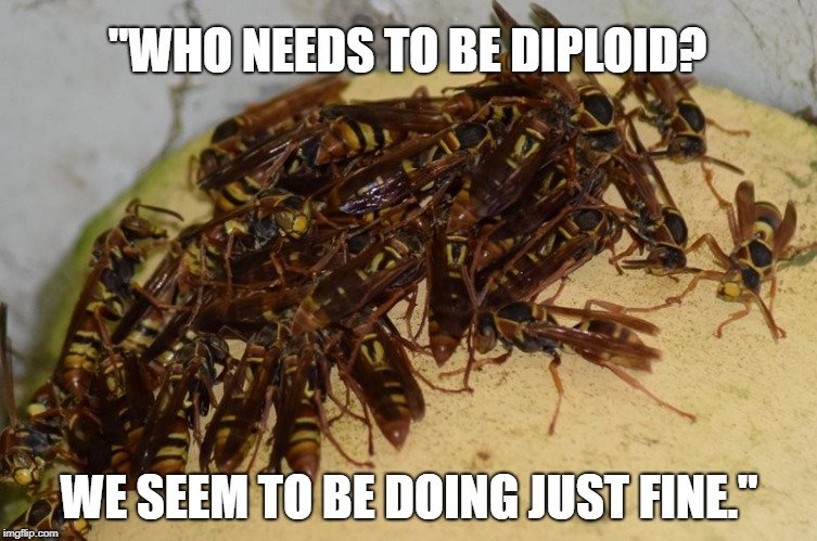 What Is Haploid? » ScienceABC