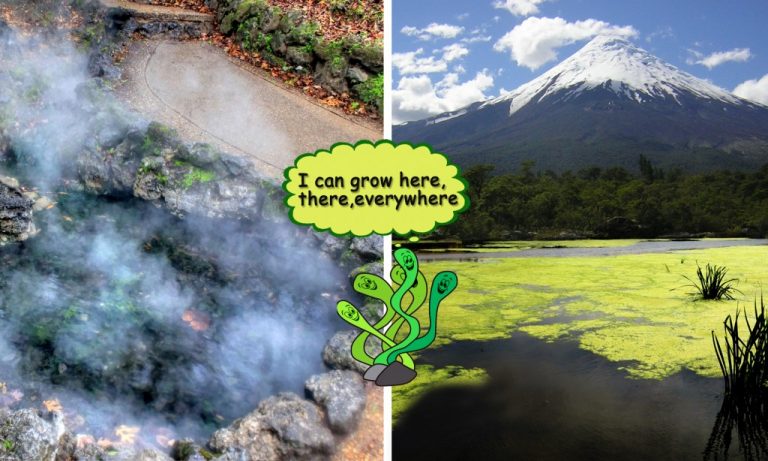 Algae: Definition, Types, Characteristics & Reproduction » ScienceABC