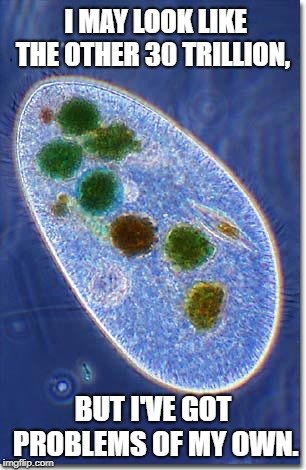 Active Vs Passive Transport In The Plasma Membrane