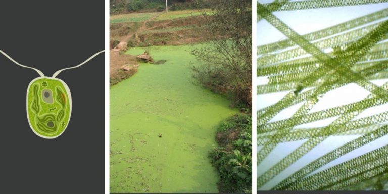 Algae: Definition, Types, Characteristics & Reproduction » ScienceABC