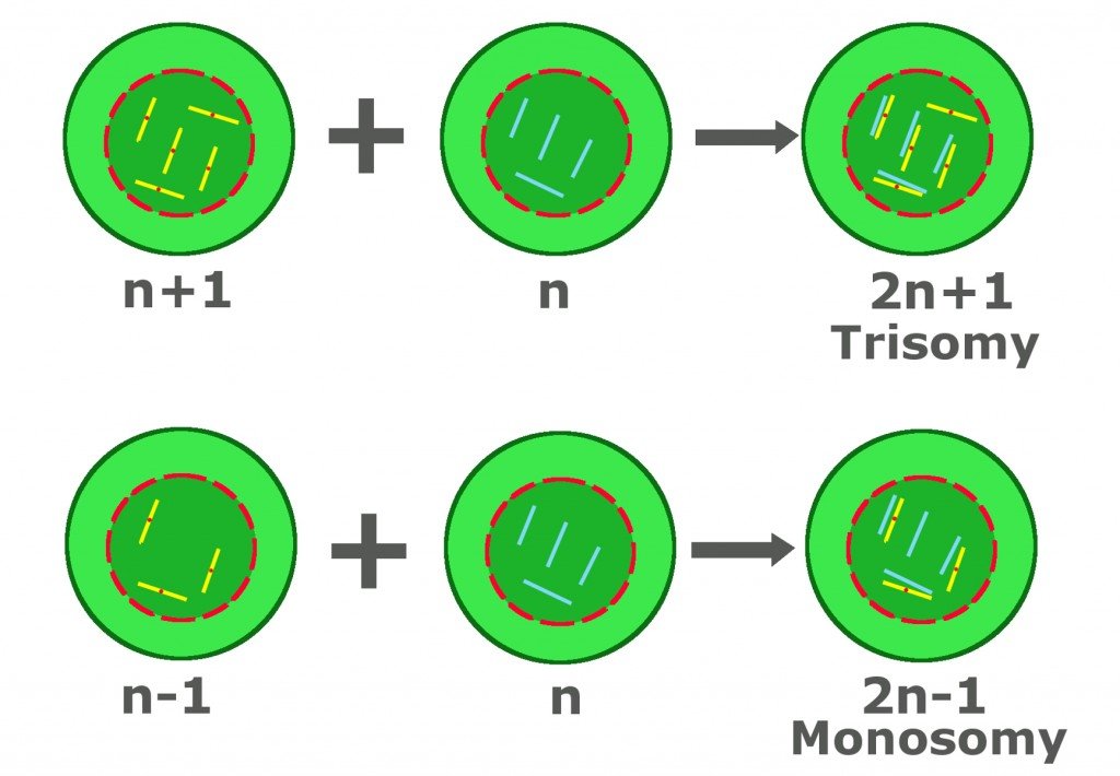 Homologous Chromosomes: Definition, Function And Challenges
