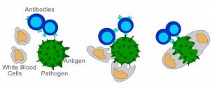 Phagocytosis: Definition, Steps, Types and a Simple Explanation