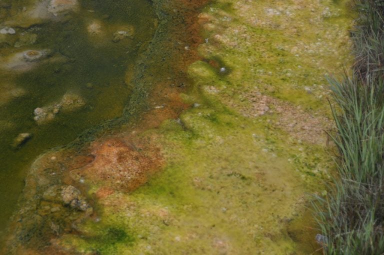 Algae: Definition, Types, Characteristics & Reproduction » ScienceABC