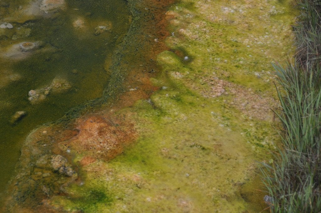 Algae: Definition, Types, Characteristics & Reproduction » ScienceABC