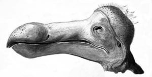 Dodo Bird Extinction: How Did The Dodo Bird Went Extict?